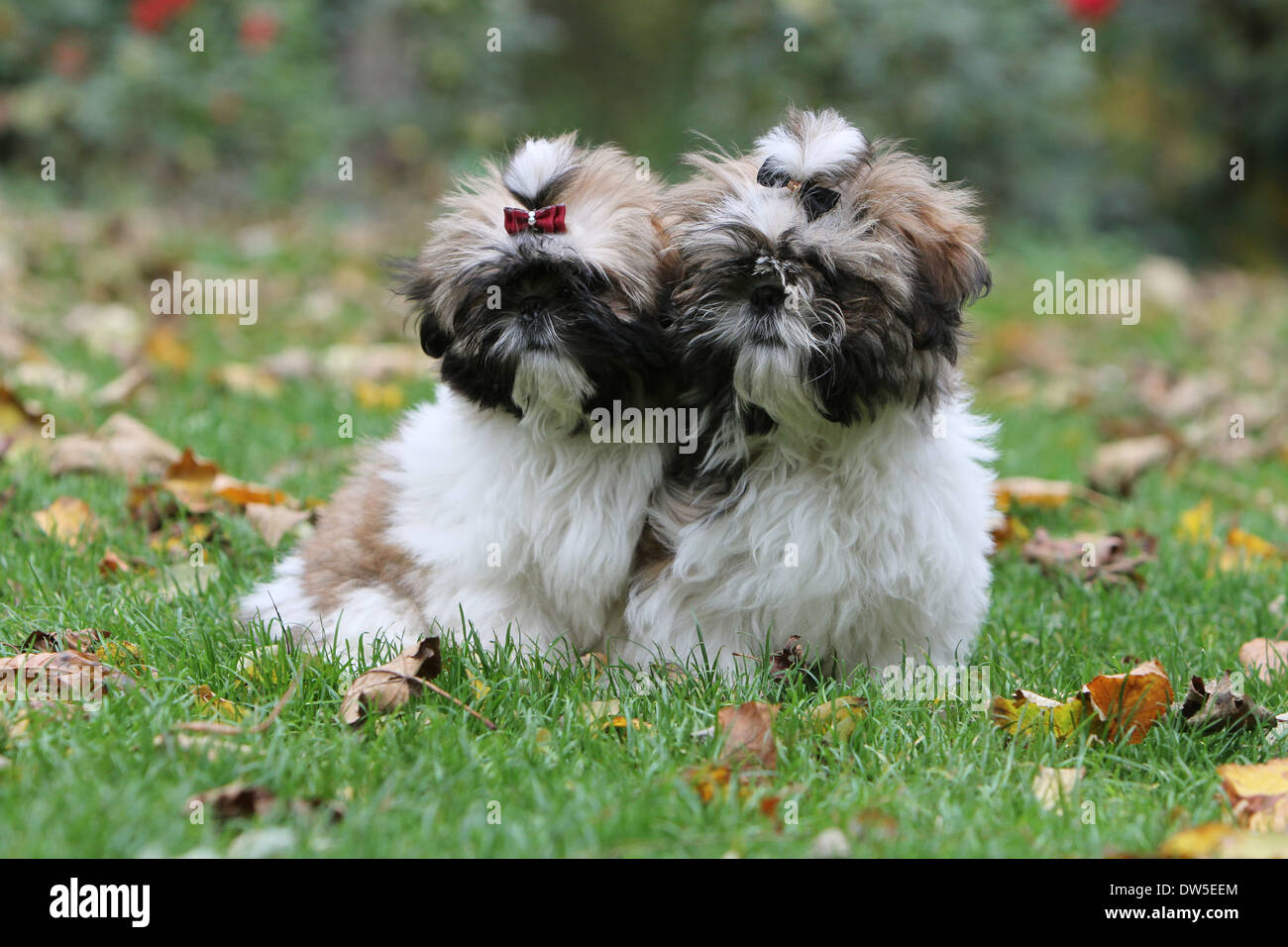 Shih tzu puppies hi-res stock photography and images - Alamy