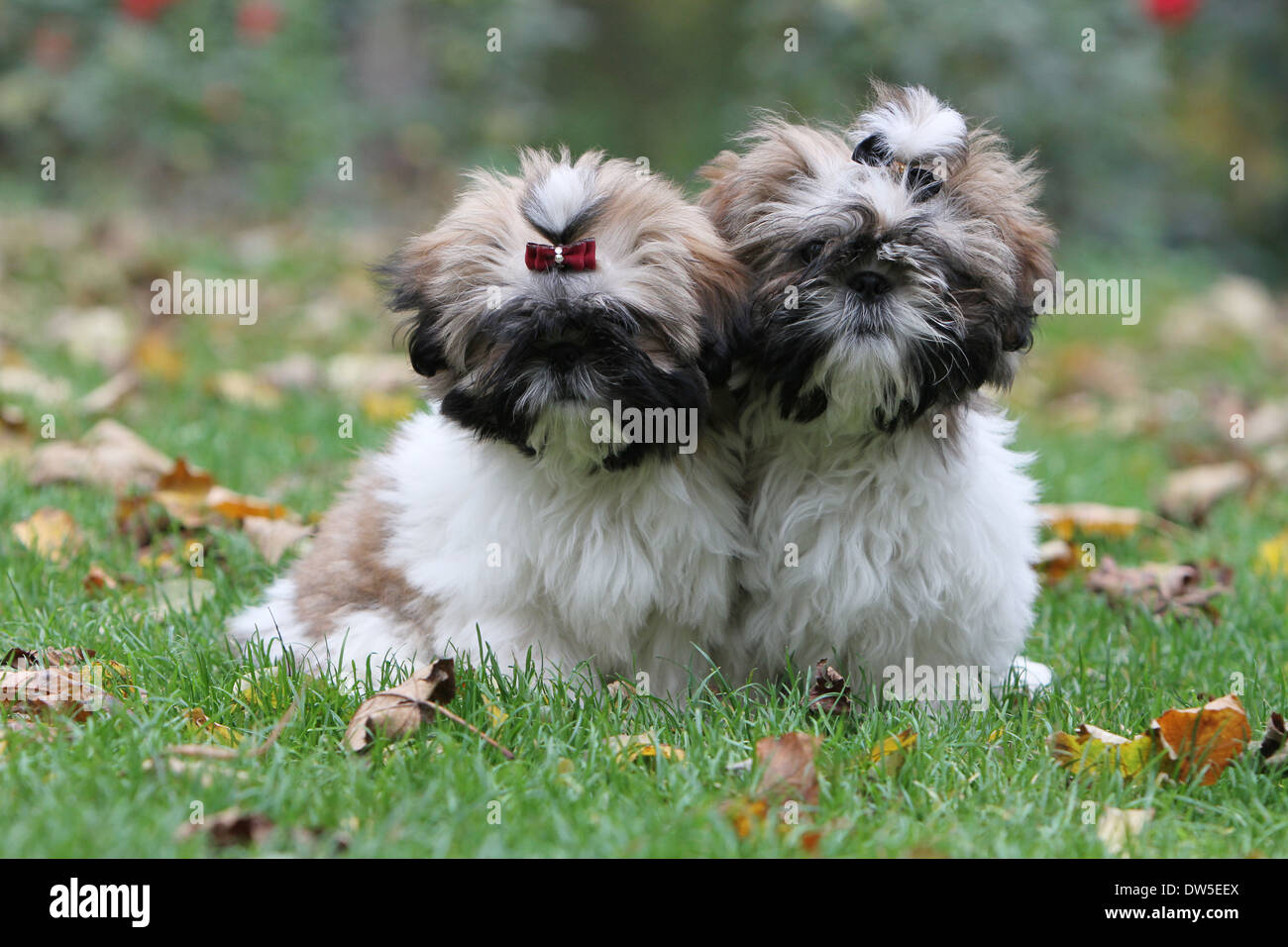 Gray Shih Tzu Puppies
