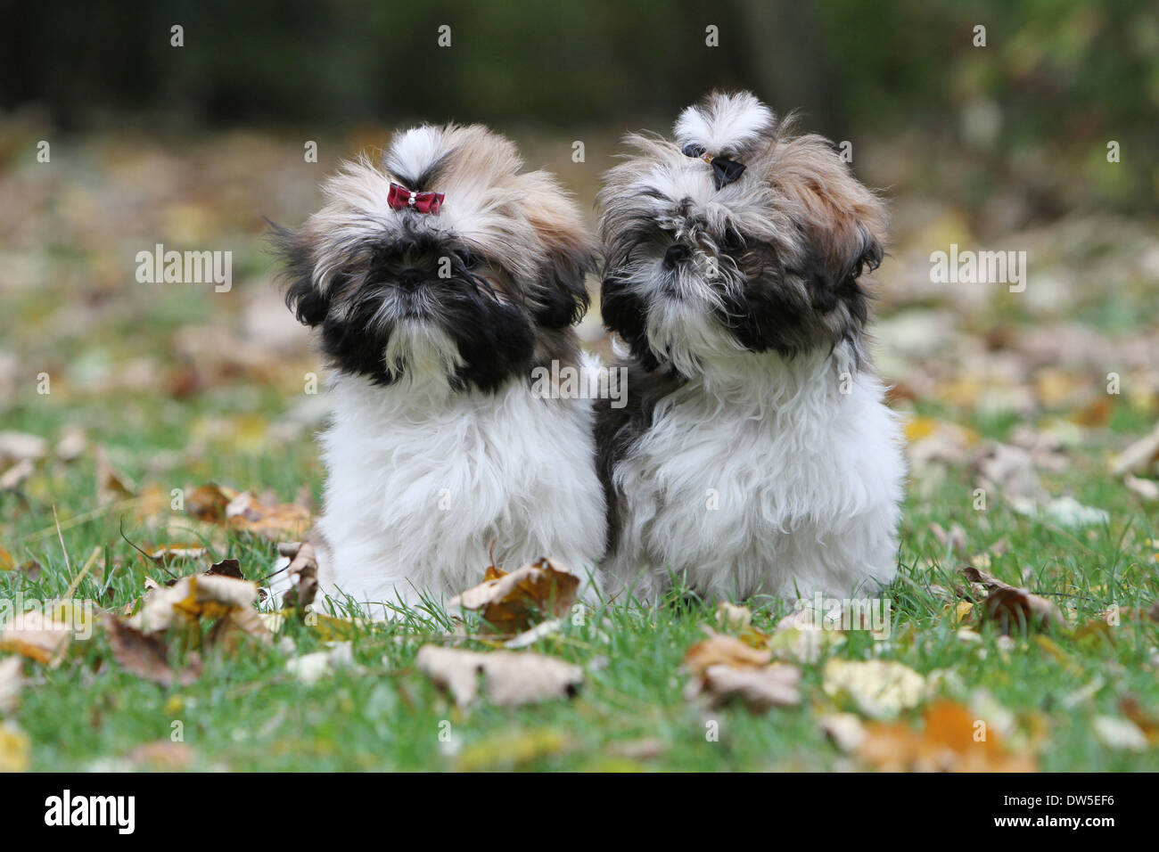 Pair of shih tzus hi-res stock photography and images - Alamy