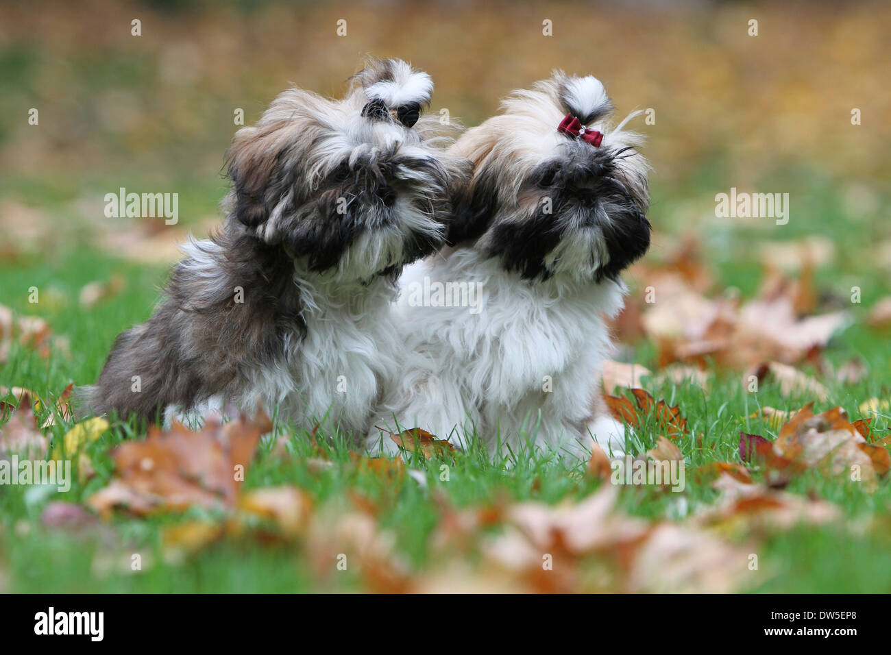 Pair of shih tzus hi-res stock photography and images - Alamy