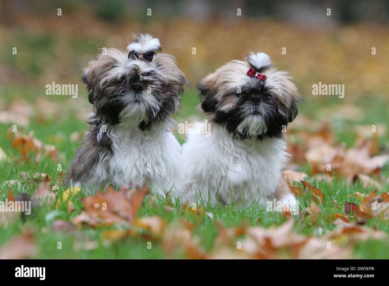 Shih tzu dog two puppies hi-res stock photography and images - Alamy