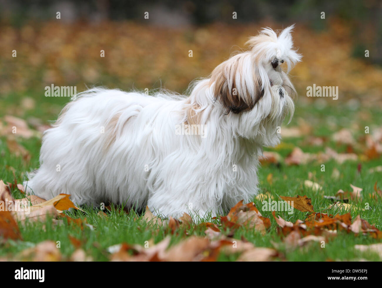 Shih Tzu Dog / adult standing in a park Stock Photo - Alamy