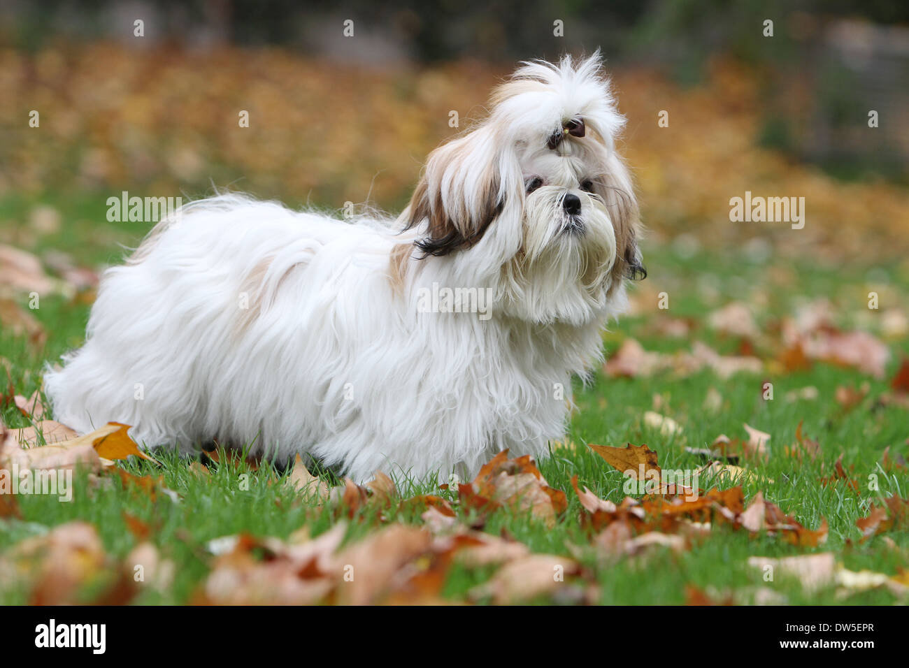 Shih Tzu Dog / adult standing in a park Stock Photo - Alamy