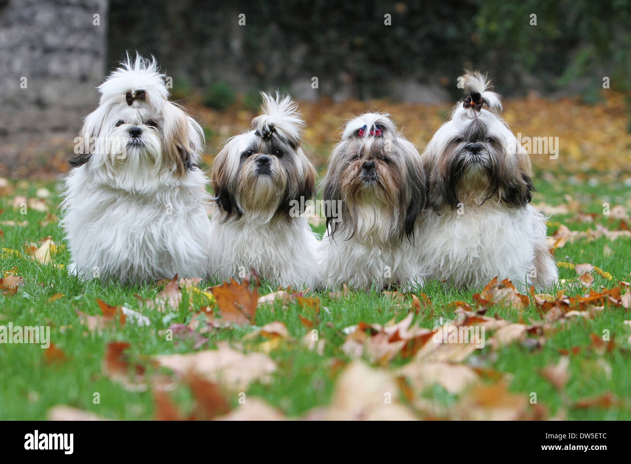 Shih Tzu Dog / four adults sitting in a park Stock Photo - Alamy