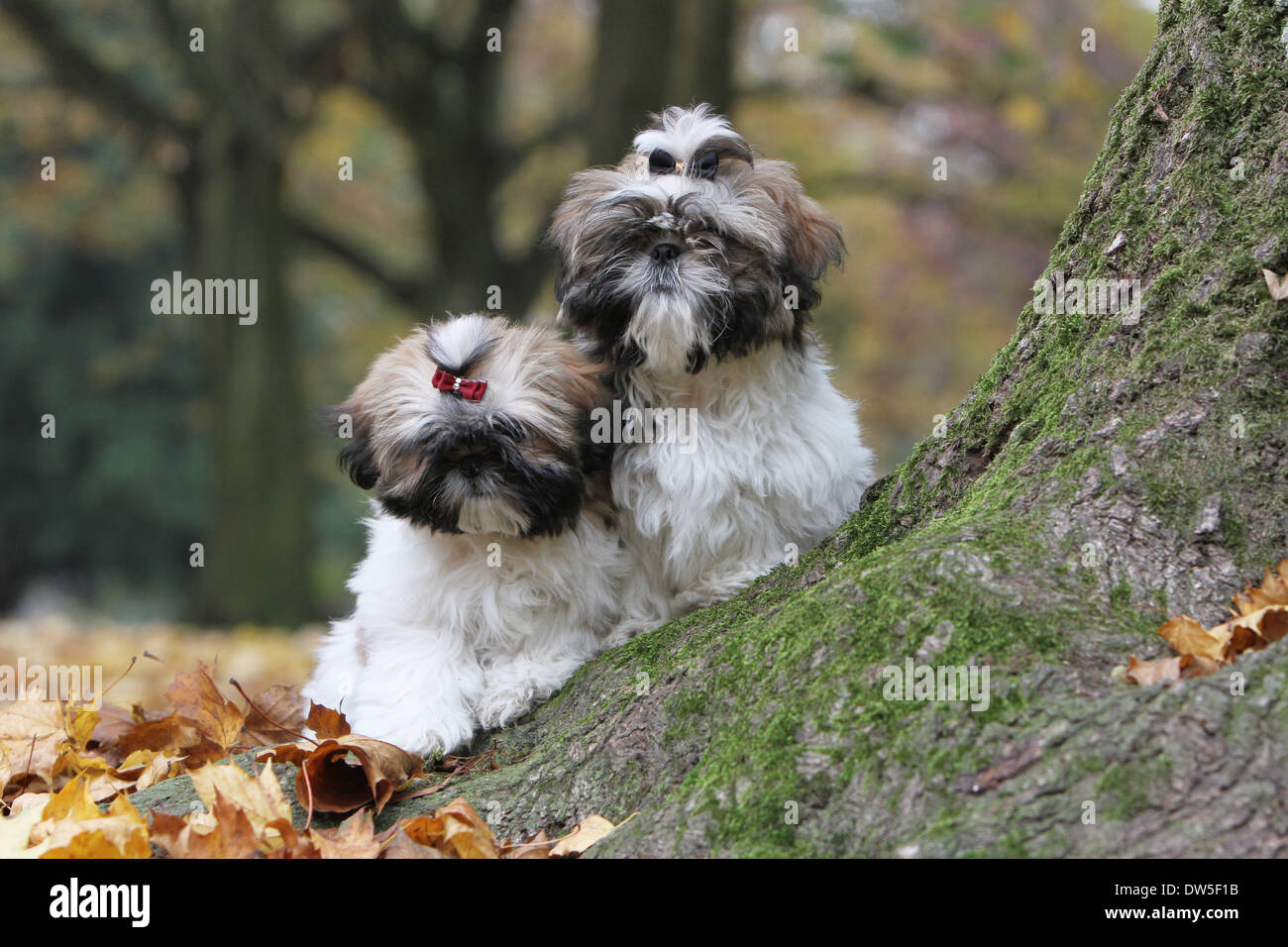 Fall leaves behind dog hi-res stock photography and images - Alamy