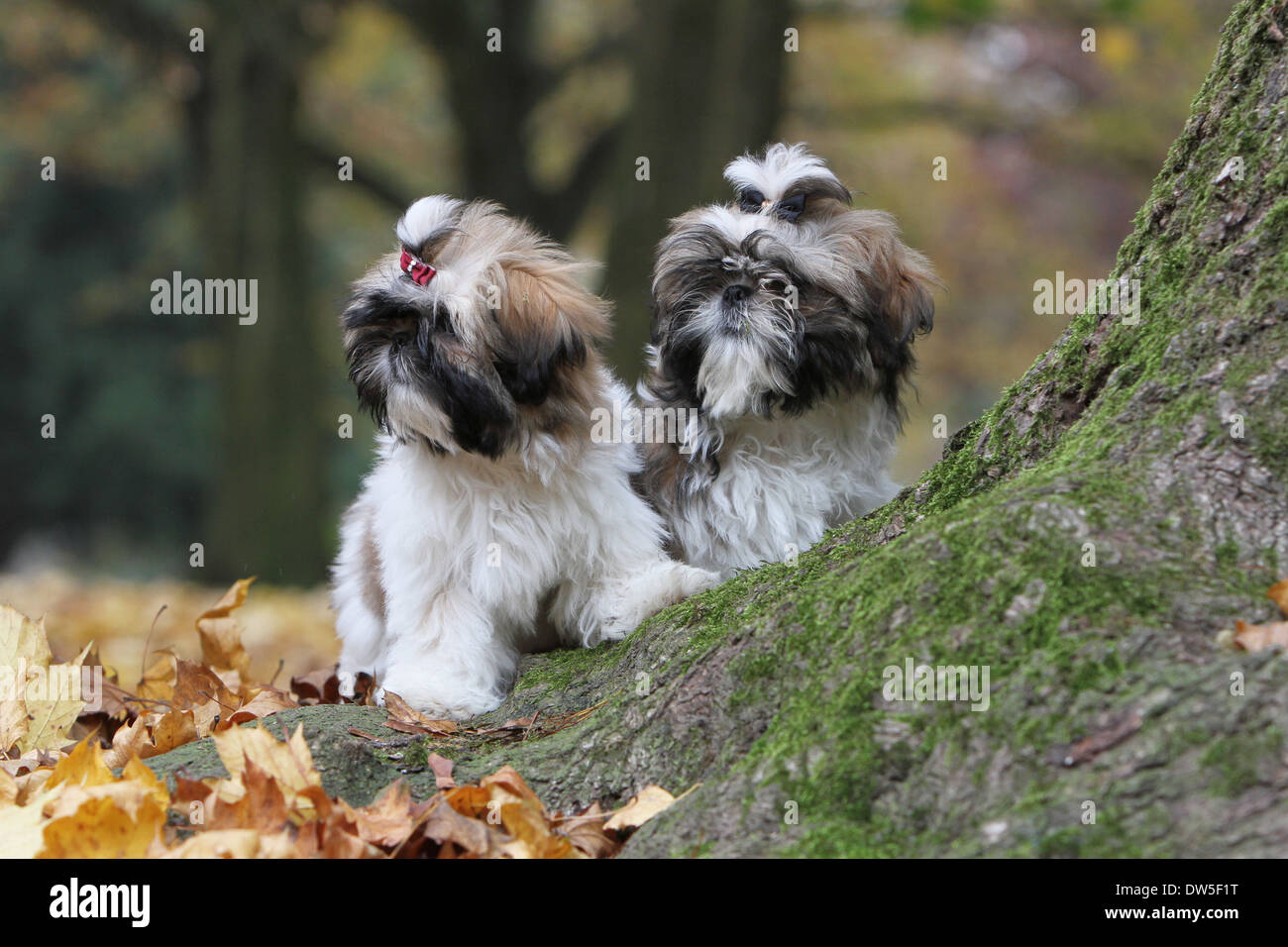 Shih tzu dog two puppies hi-res stock photography and images - Alamy