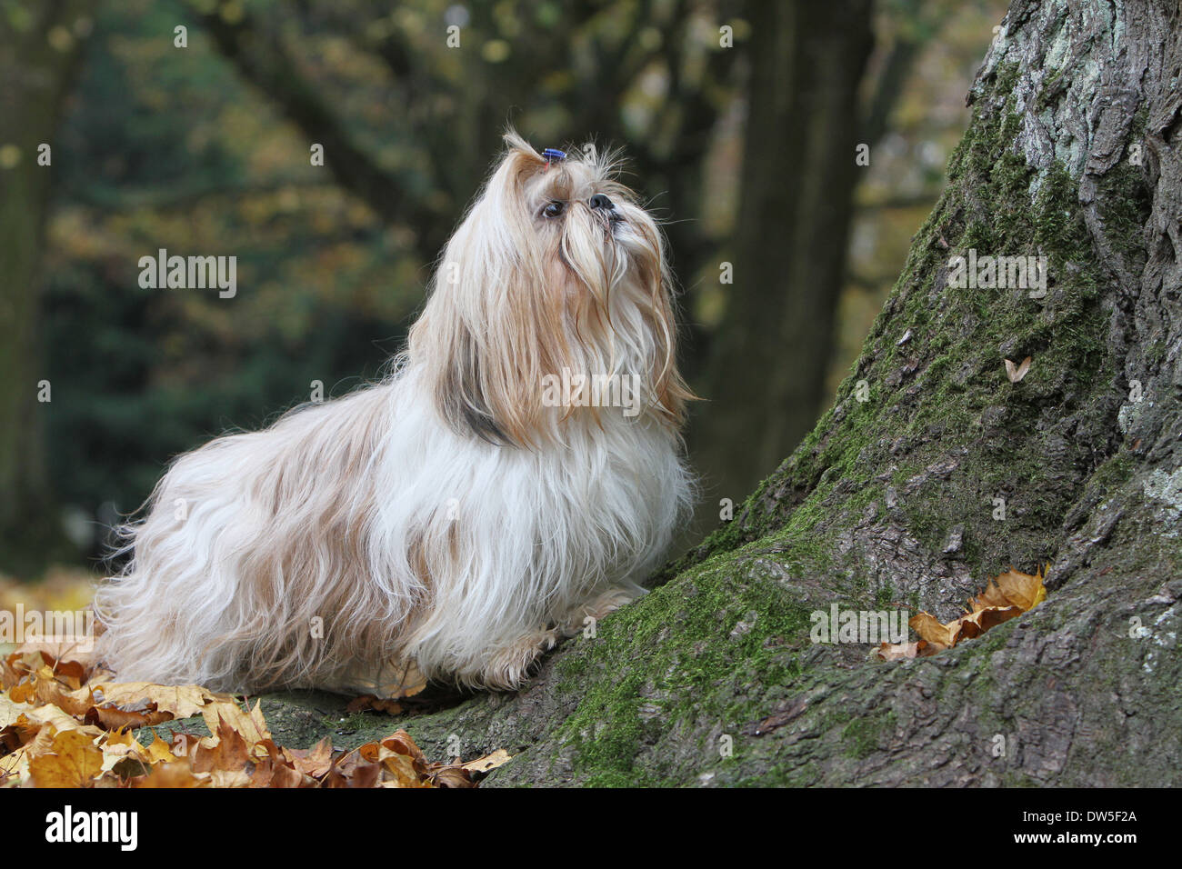 Shih Tzu Dog / adult standing on a tree trunk in a park Stock Photo - Alamy