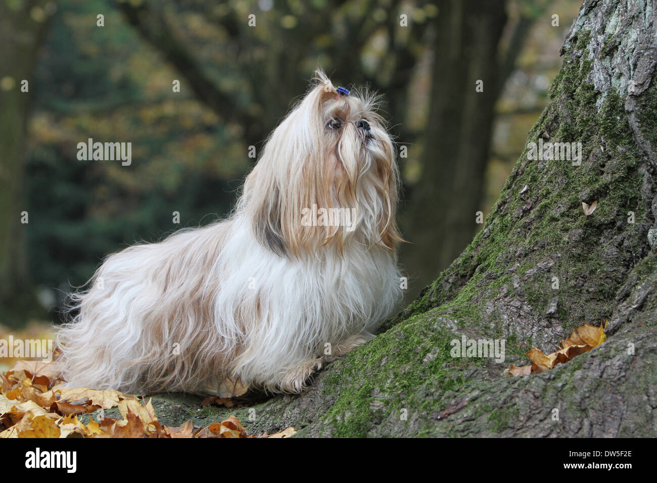 Shih Tzu Dog / adult standing in a park Stock Photo - Alamy