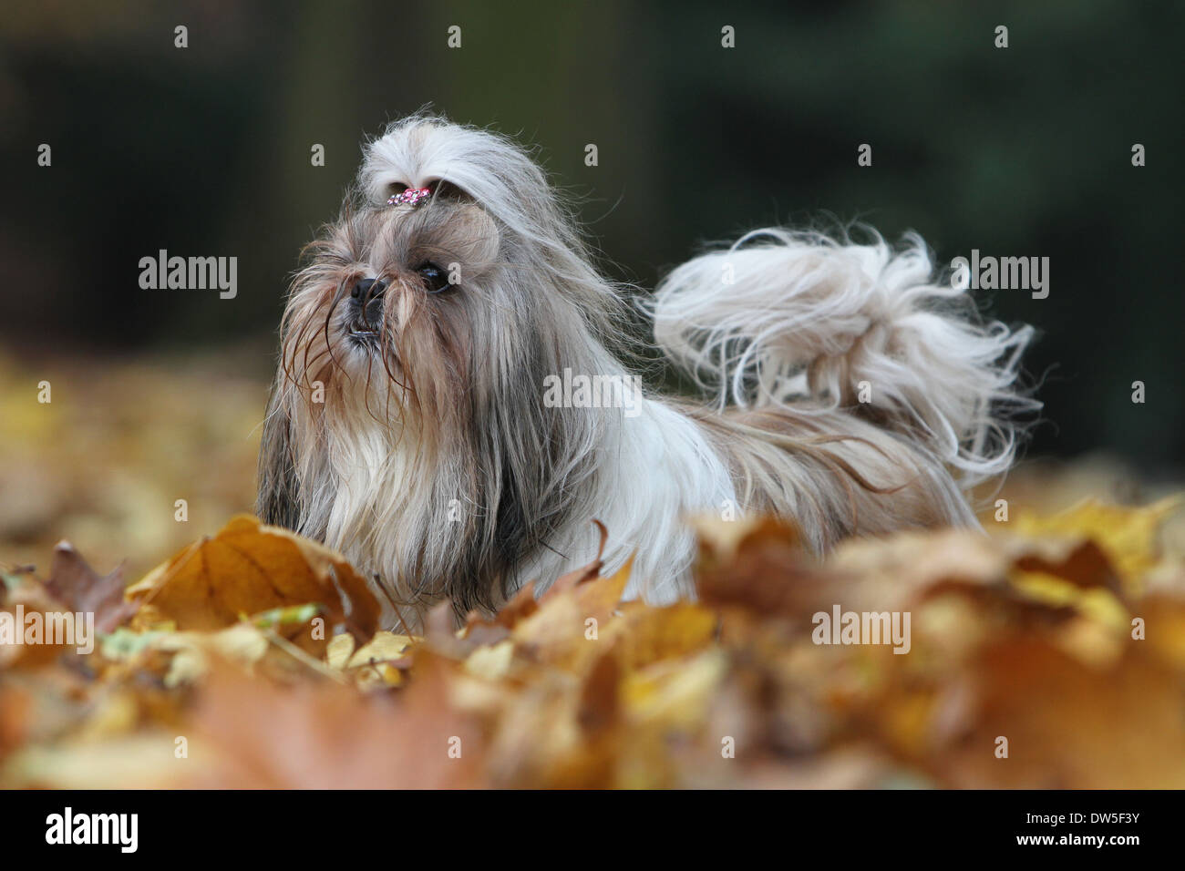 Shih Tzu Dog / adult lying in a park Stock Photo - Alamy