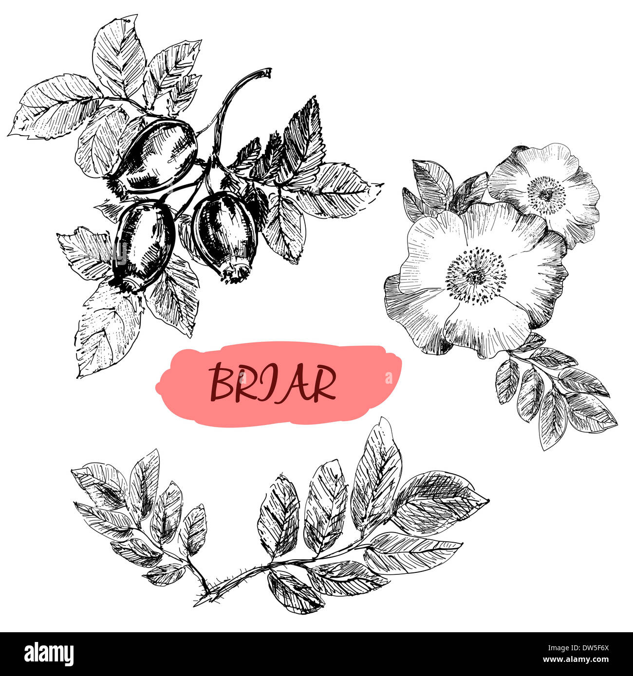 Briar. Wild rose. Hand drawn illustration Stock Photo - Alamy