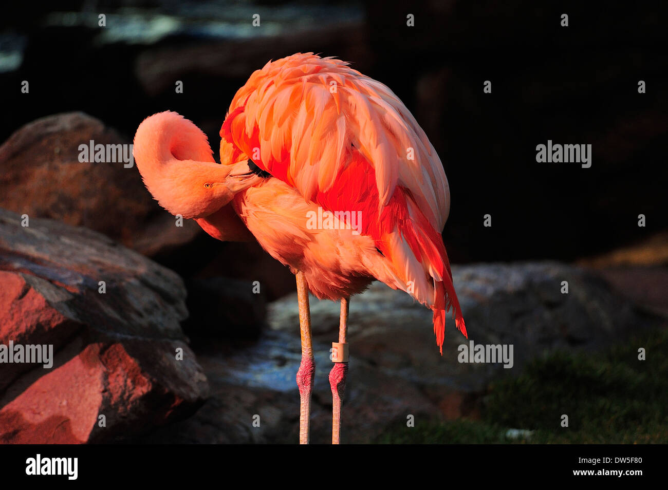 Flamingo preening at the Flamingo Hotel Casino Resort in Las Vegas ...