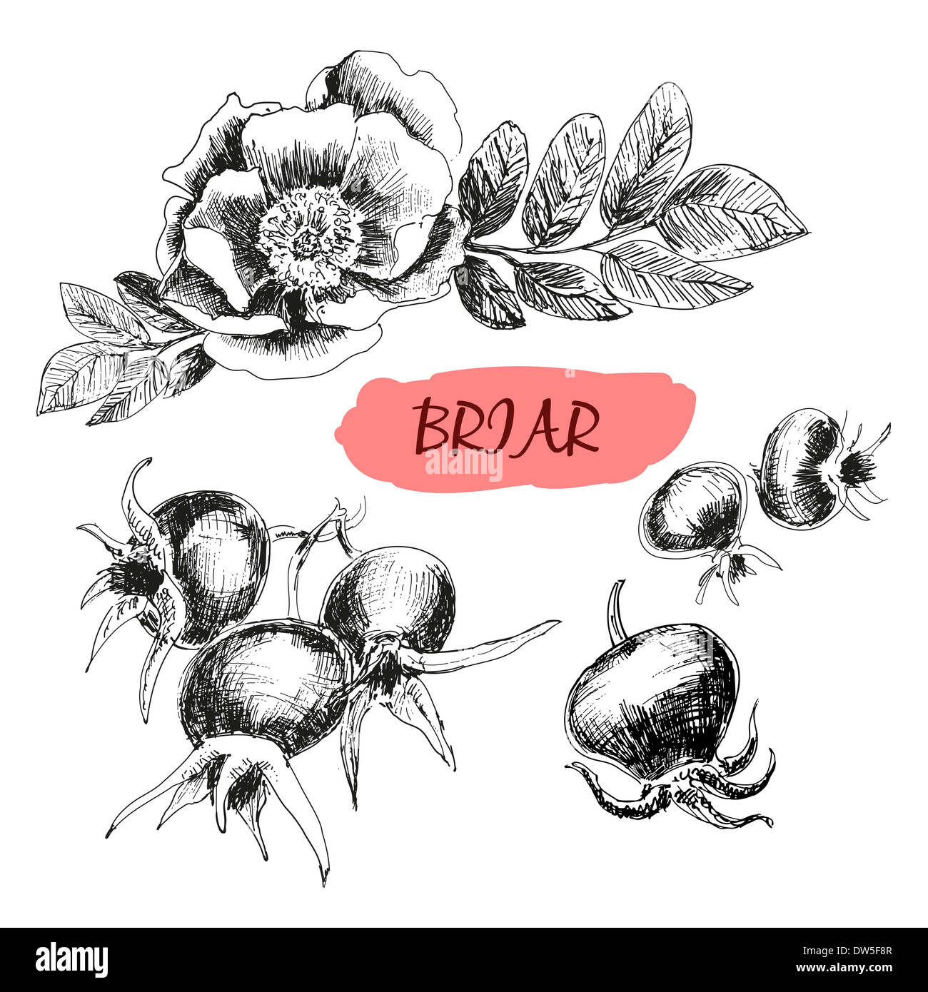 Briar. Wild rose. Hand drawn illustration Stock Photo - Alamy