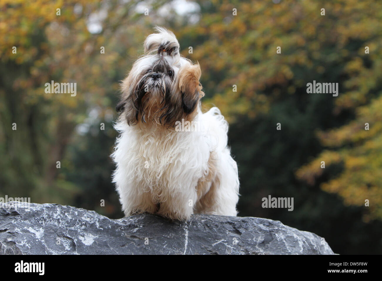 Shih Tzu Dog / young standing on a rock Stock Photo - Alamy