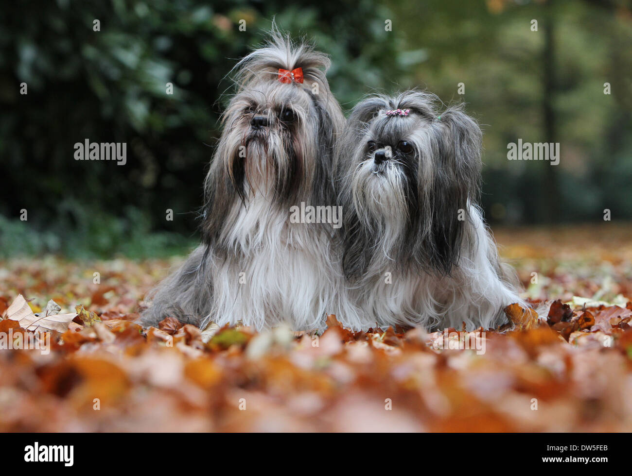 Group shih tzu dogs hi-res stock photography and images - Alamy