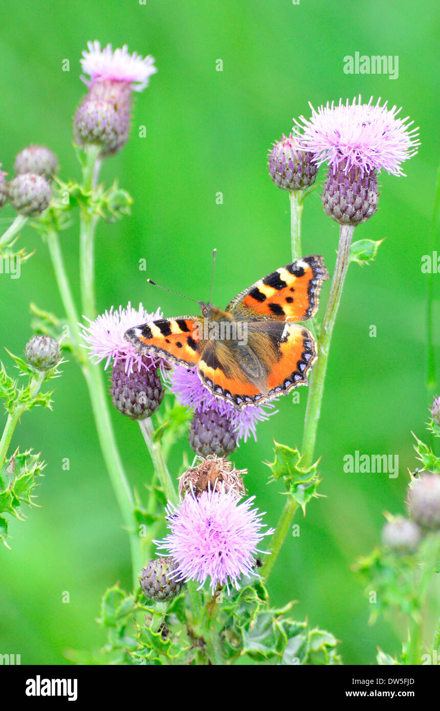 Tortoise butterfly hi-res stock photography and images - Alamy