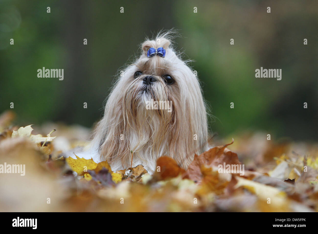 Shih Tzu Dog / adult lying in a park Stock Photo - Alamy