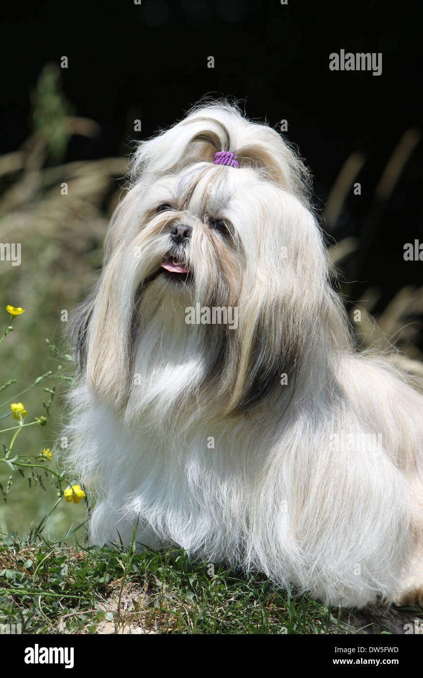 Shih tzus hi-res stock photography and images - Alamy