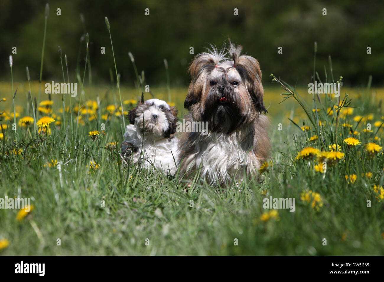 Shih Tzu Dog / puppy and young running in a meadow Stock Photo - Alamy