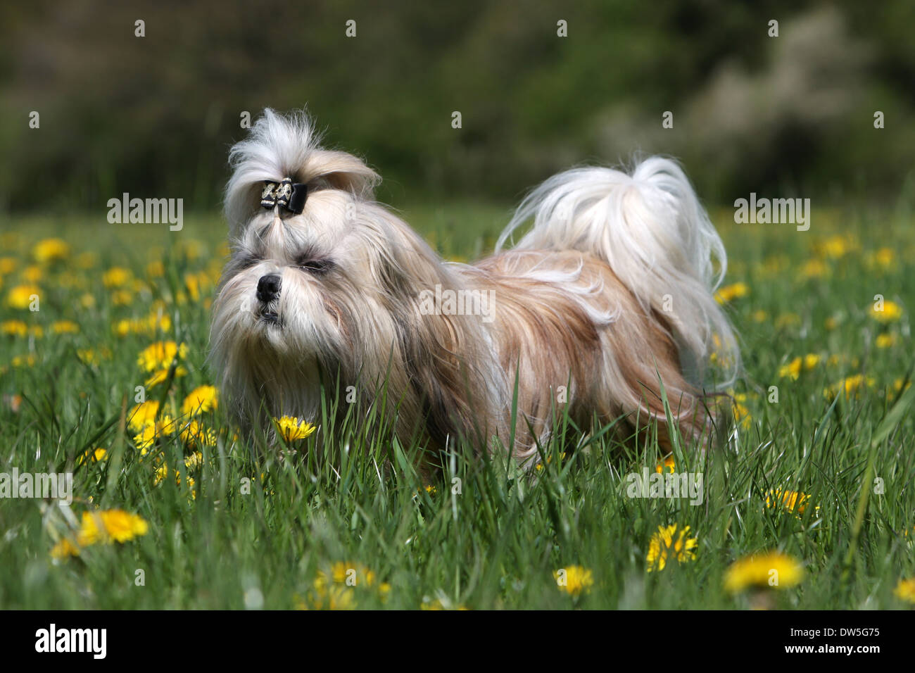 Shih Tzu Dog / adult walking in a meadow Stock Photo - Alamy