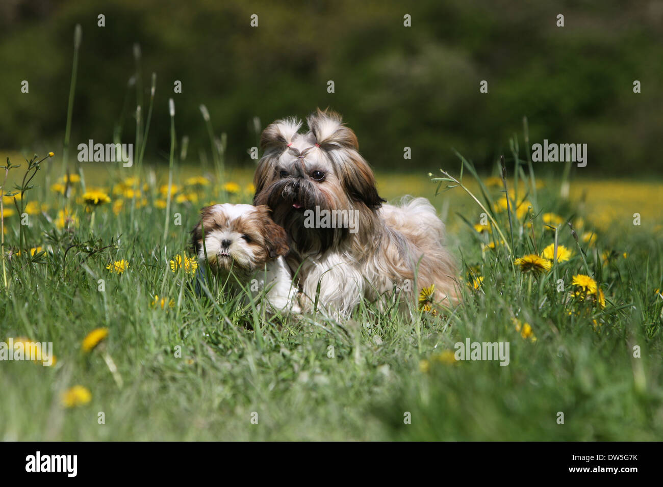 Shih Tzu Dog / young and puppy running in a meadow Stock Photo - Alamy