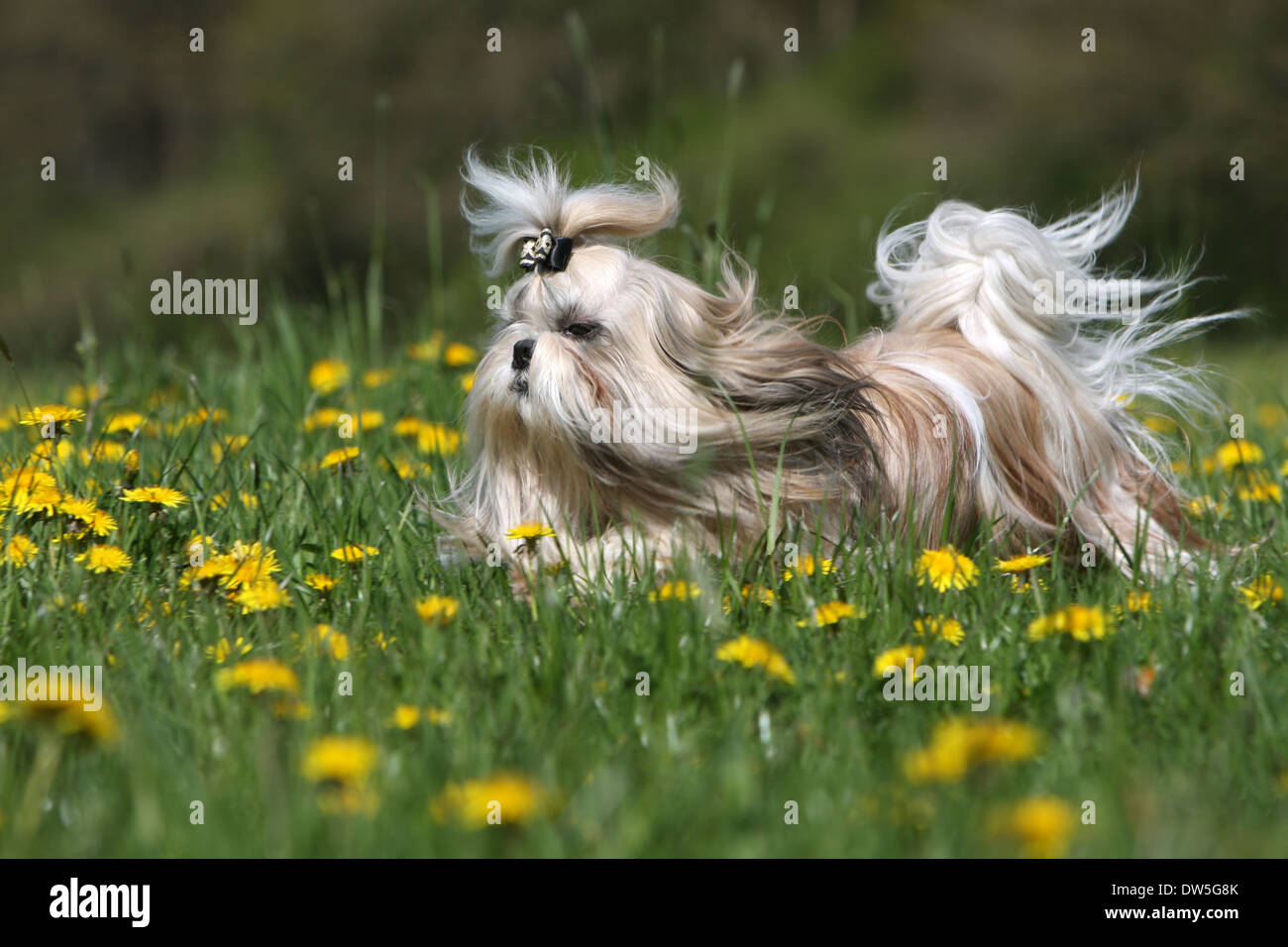 Shih tzu dog hi-res stock photography and images - Alamy