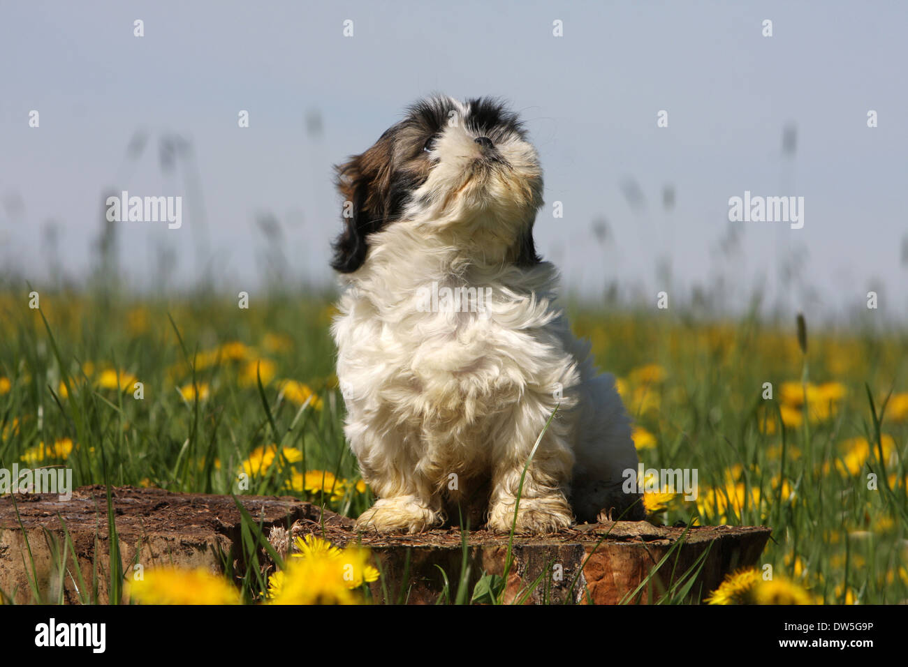 Shih Tzu Dog / puppy sitting on a tree stump in a meadow Stock Photo ...