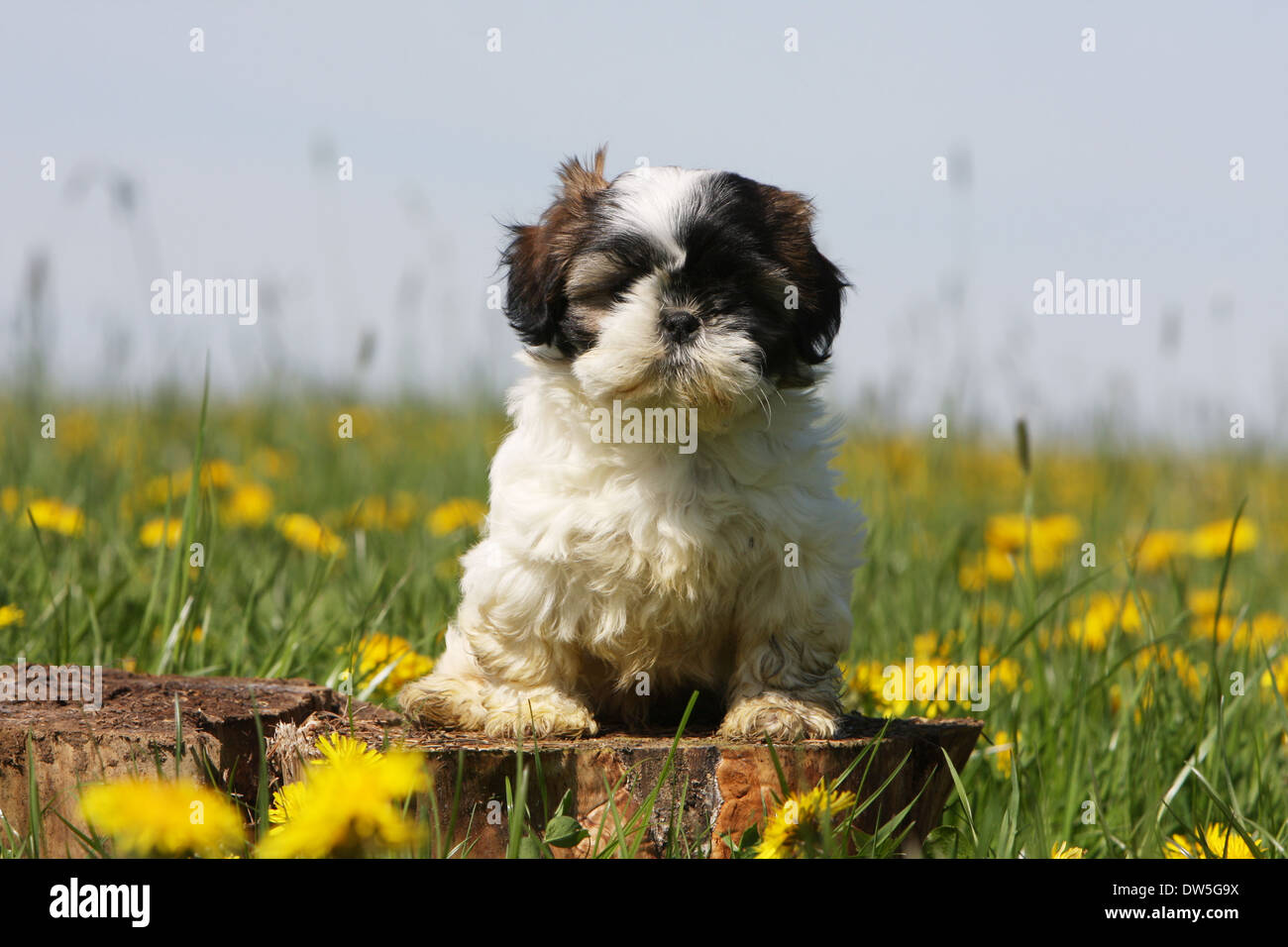 Shih Tzu Dog / puppy sitting on a tree stump in a meadow Stock Photo ...