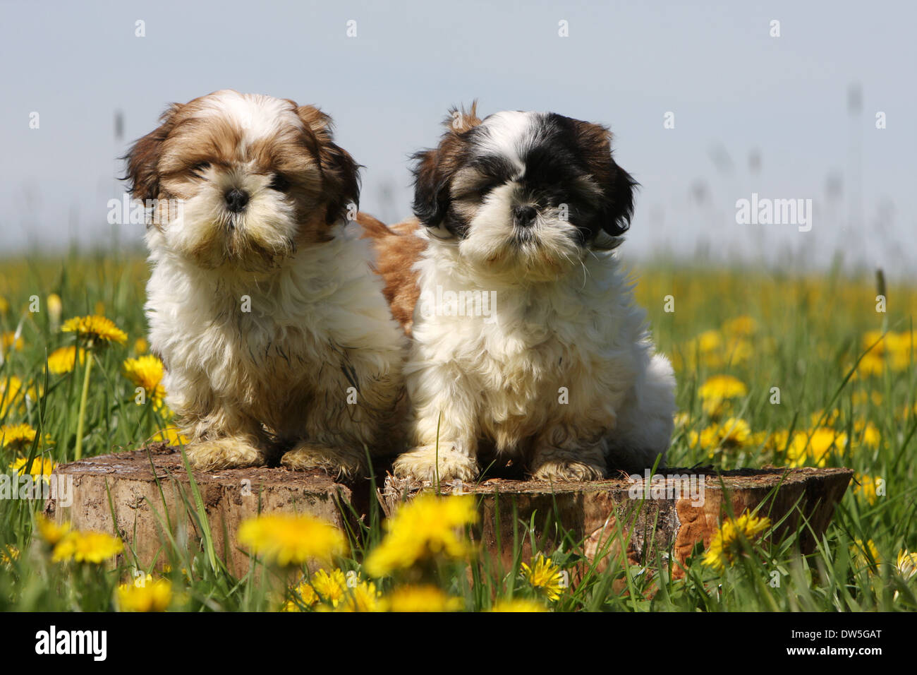 Pair of shih tzus hi-res stock photography and images - Alamy