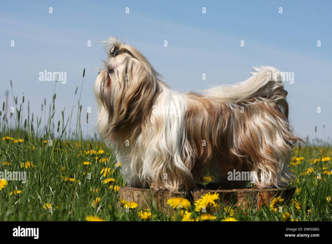 Shih Tzu Dog / adult standing on a tree stump in a meadow Stock Photo ...