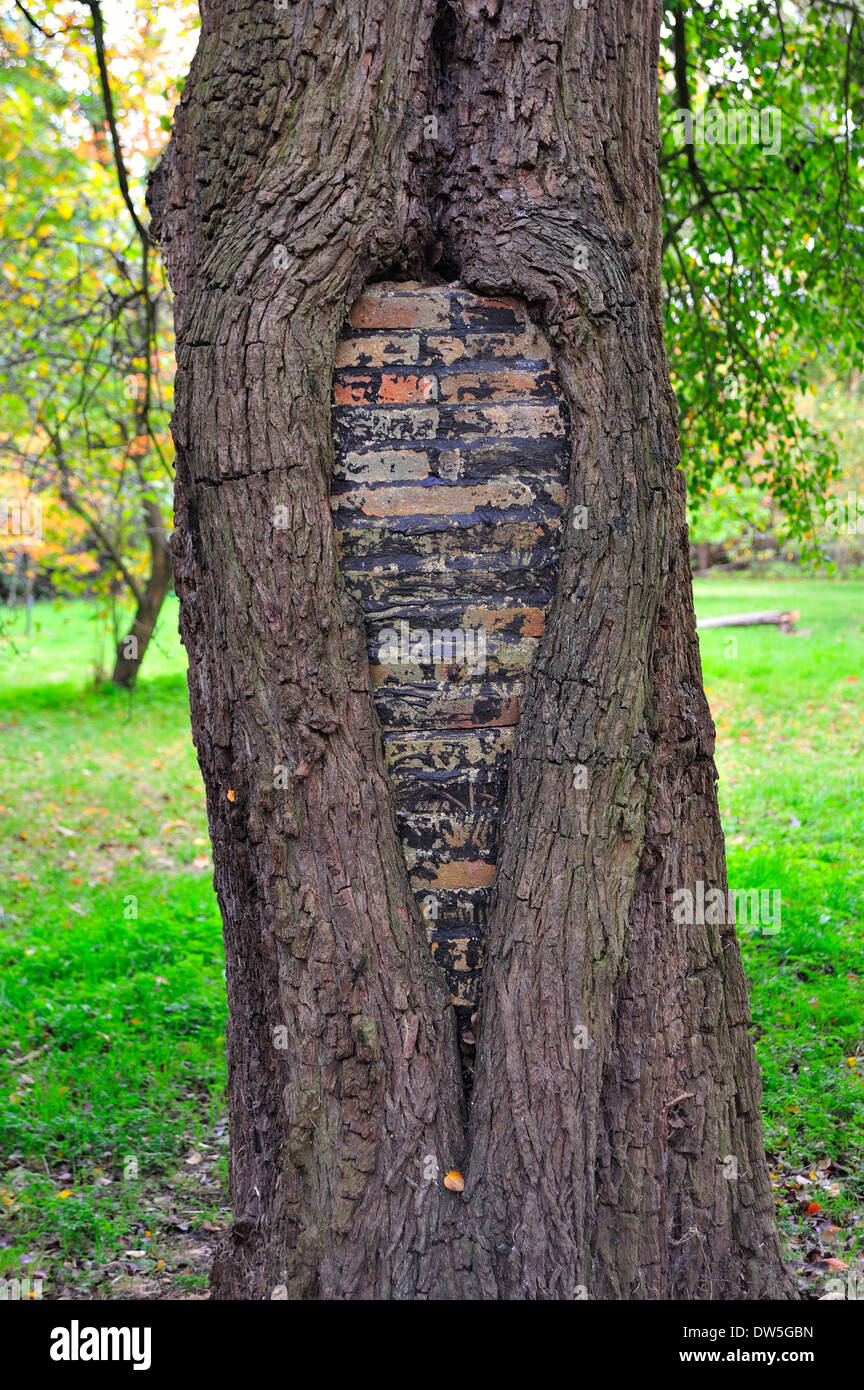 Brick wall in a tree trunk Stock Photo - Alamy
