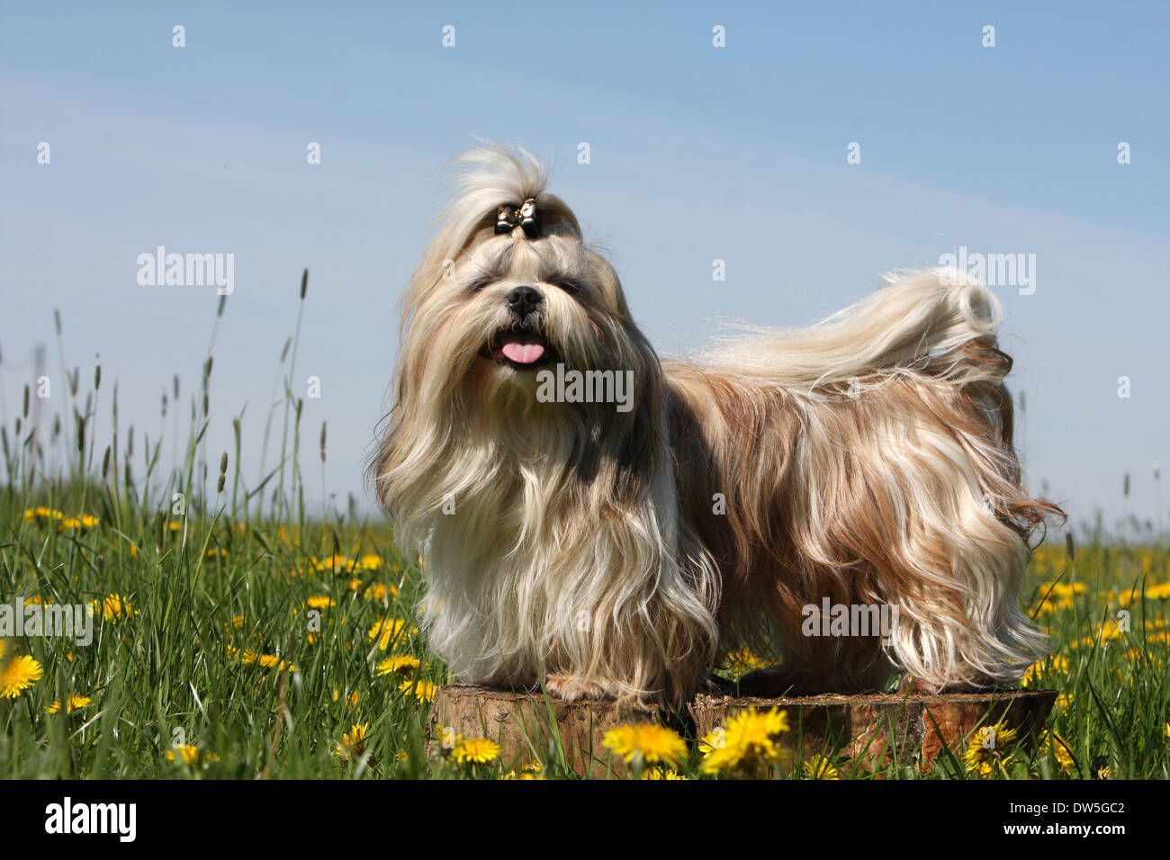 Shih Tzu Dog / adult standing on a tree stump in a meadow Stock Photo ...