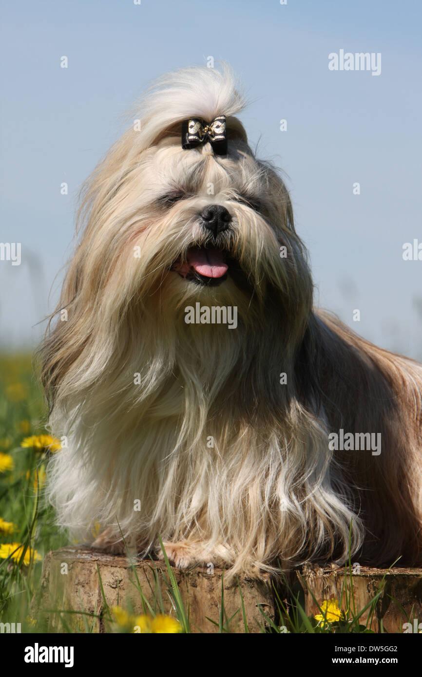 Shih Tzu Dog / adult sitting on a tree stump in a meadow Stock Photo ...