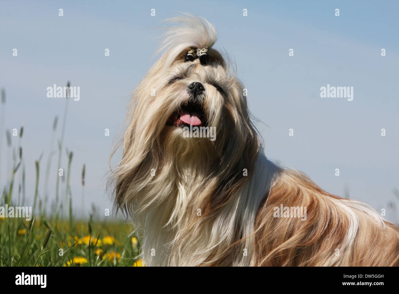 Shih Tzu Dog / adult portrait Stock Photo - Alamy