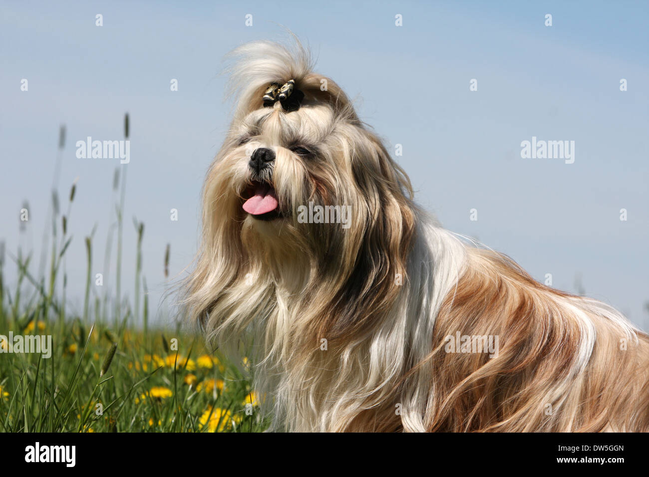 Shih Tzu Dog / adult portrait Stock Photo - Alamy