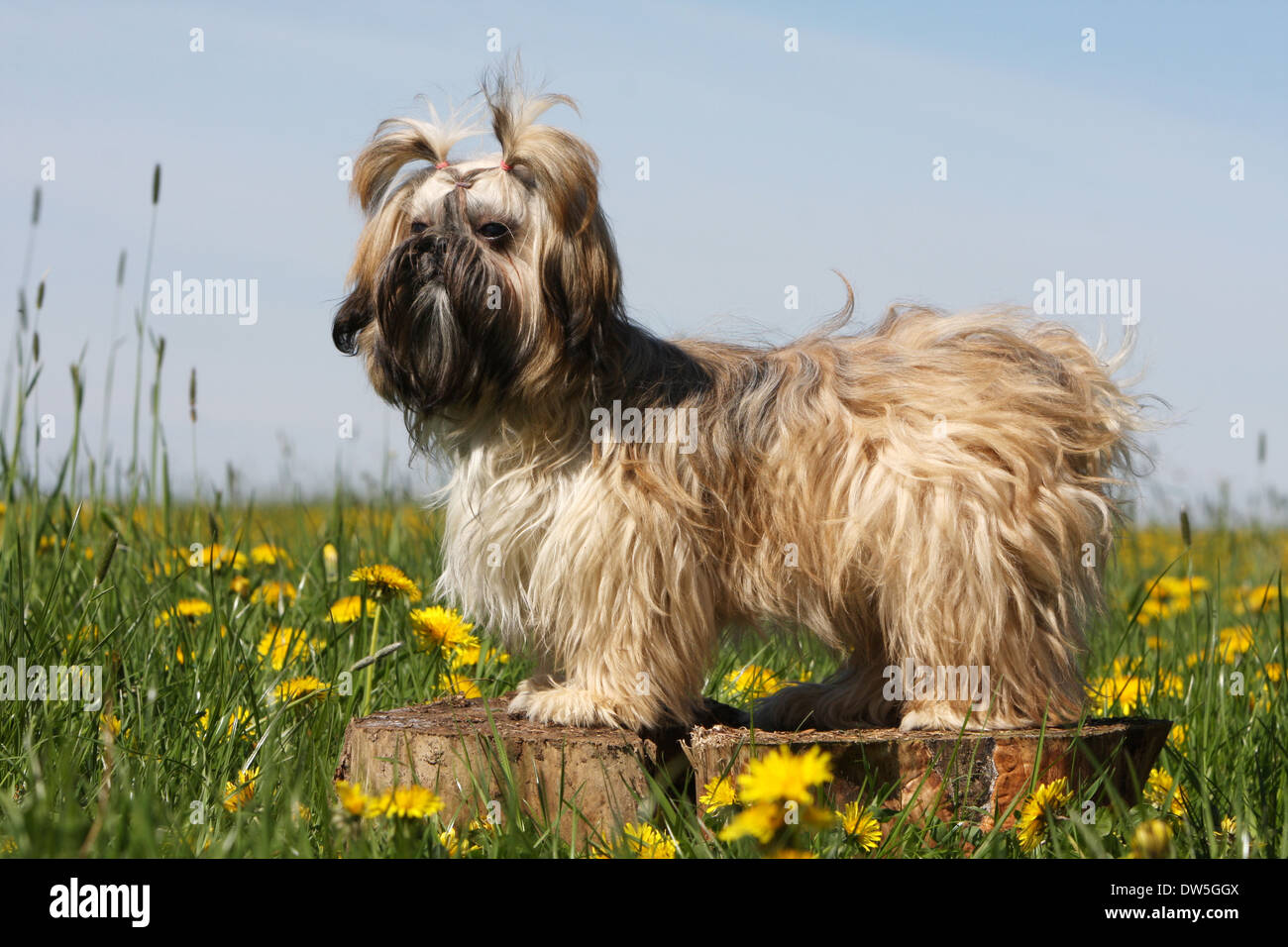 Shih Tzu Dog / young standing on a tree stump in a meadow Stock Photo ...