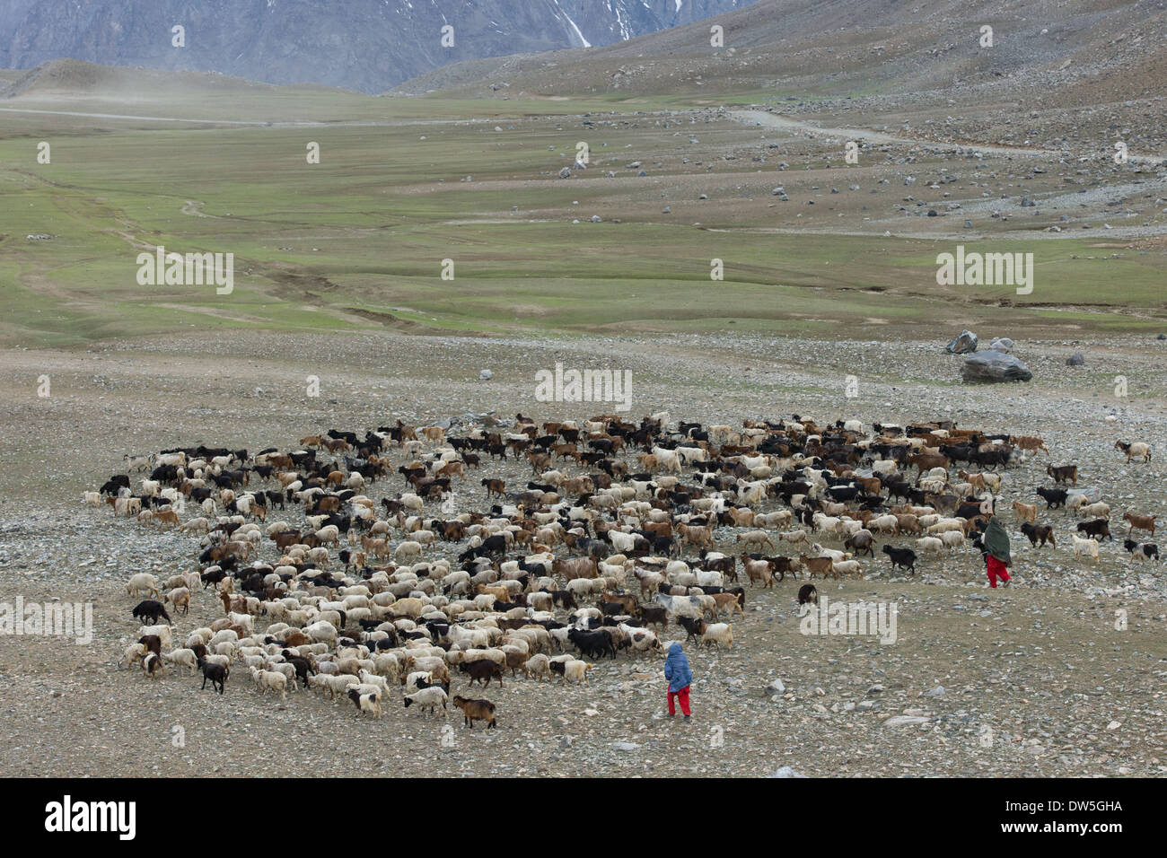 Locals herding a large herd of sheep and pashmina goats over rugged ...
