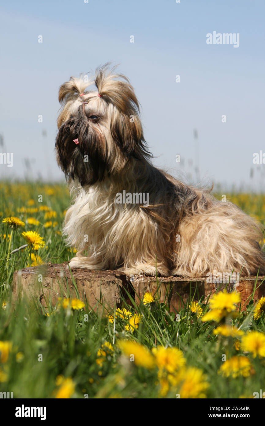 Shih Tzu Dog / young sitting on a tree stump in a meadow Stock Photo ...