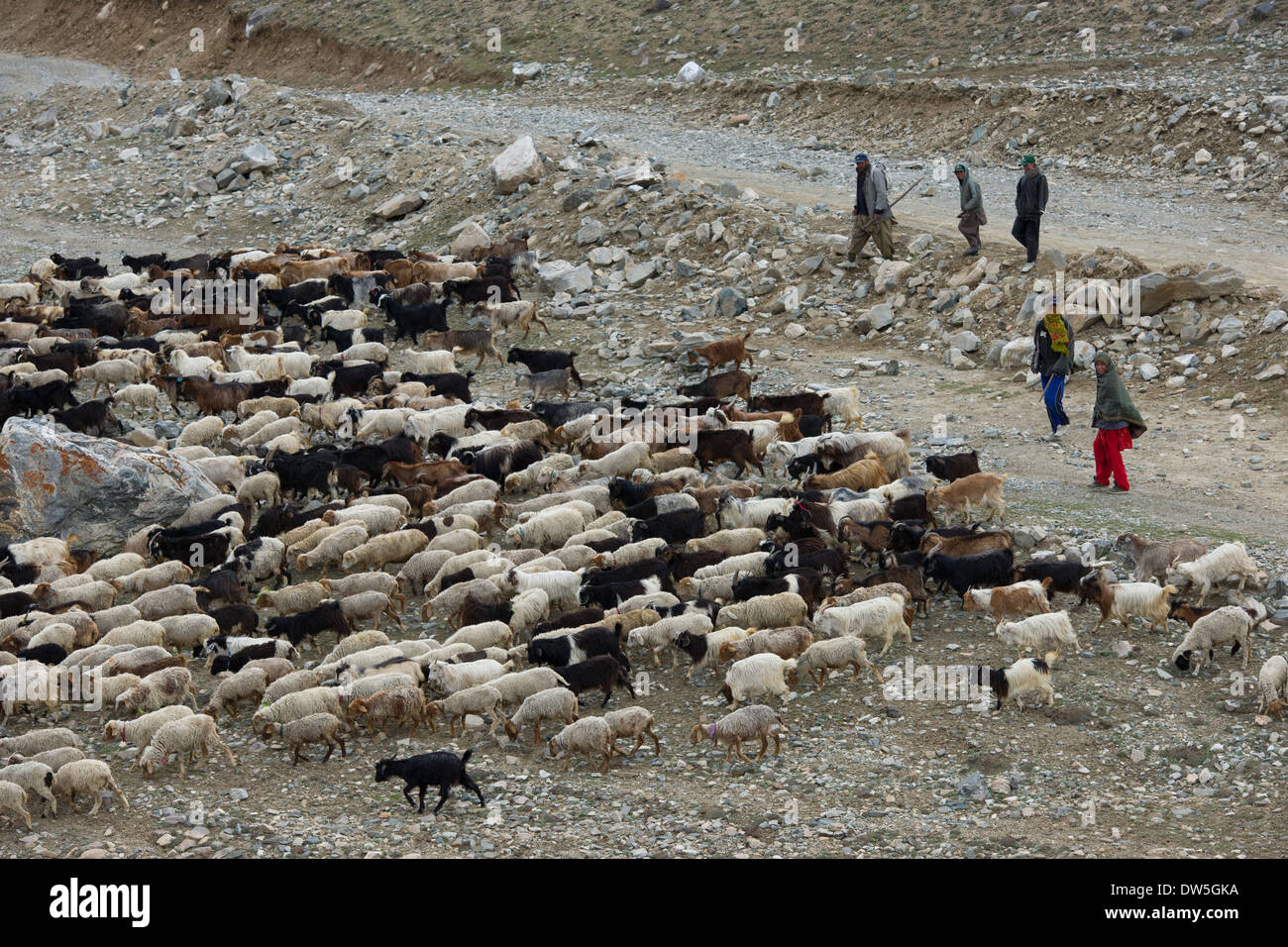 Pashmina goats hi-res stock photography and images - Alamy