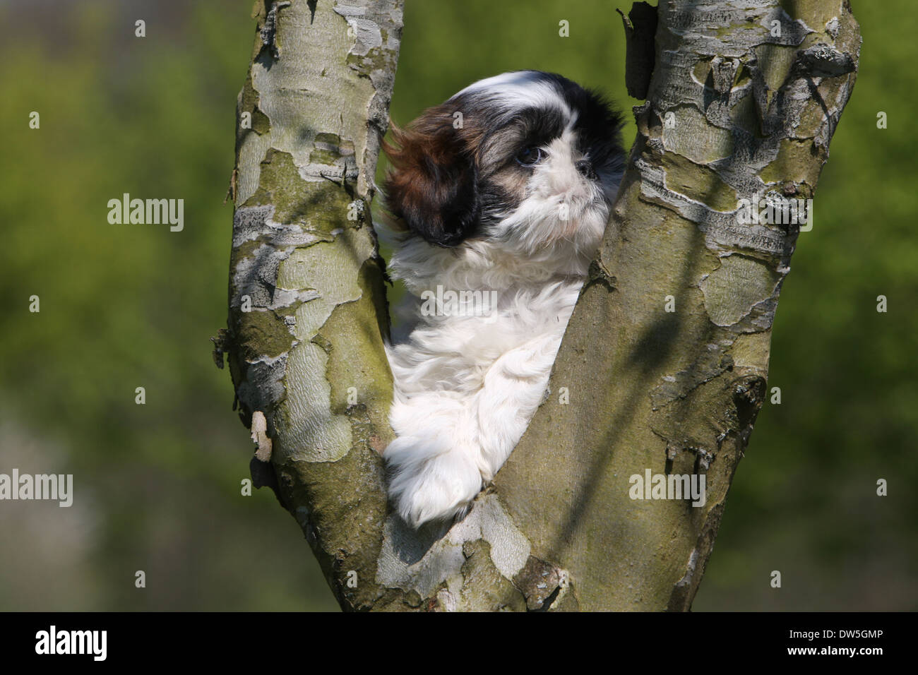 Shih Tzu Dog / puppy lying in a tree Stock Photo - Alamy