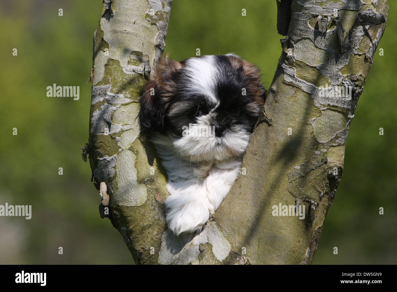 Shih Tzu Dog / puppy lying in a tree Stock Photo - Alamy