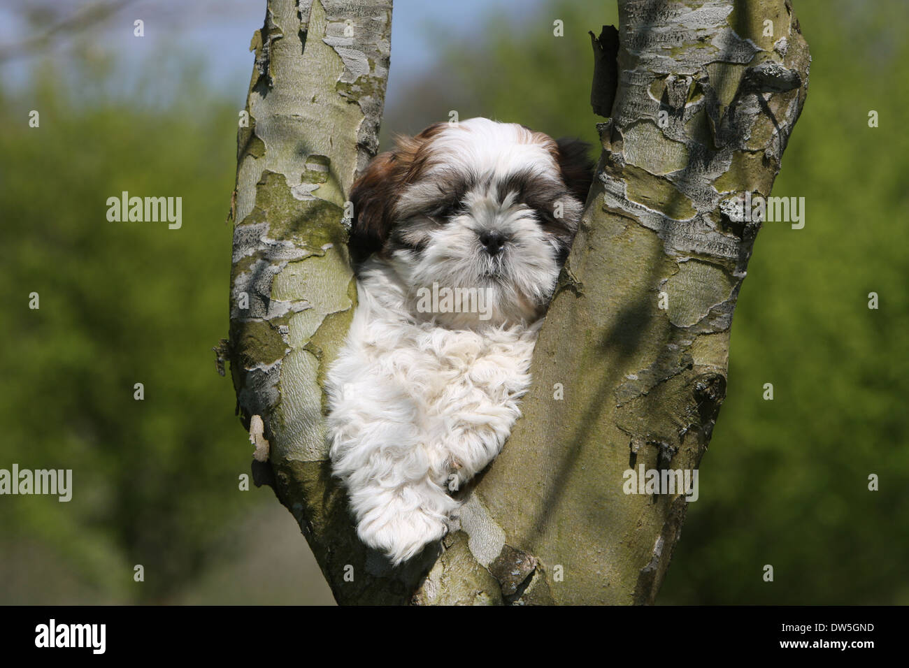 Shih Tzu Dog / puppy lying in a tree Stock Photo - Alamy