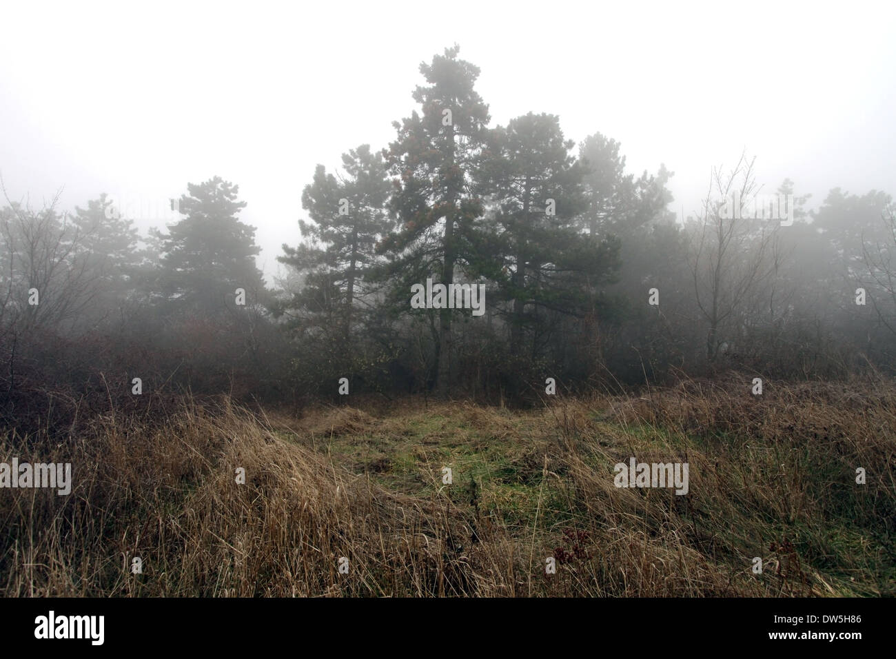 Temperate deciduous forest hi-res stock photography and images - Alamy