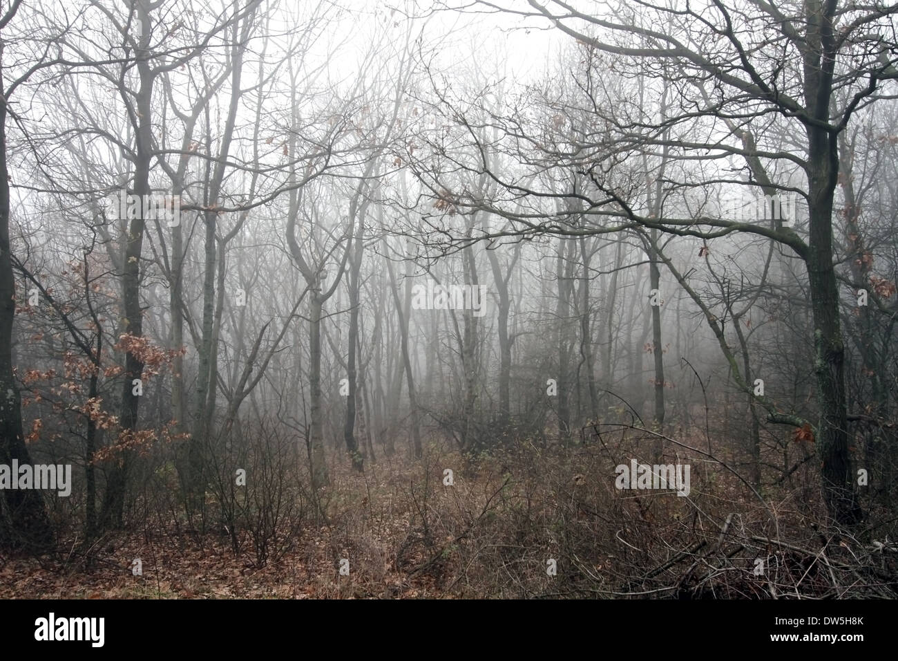 Temperate Climate Deciduous Winter Forest in a Foggy Day Stock Photo ...