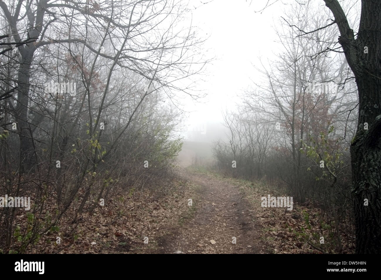 Temperate Climate Deciduous Winter Forest in a Foggy Day Stock Photo ...