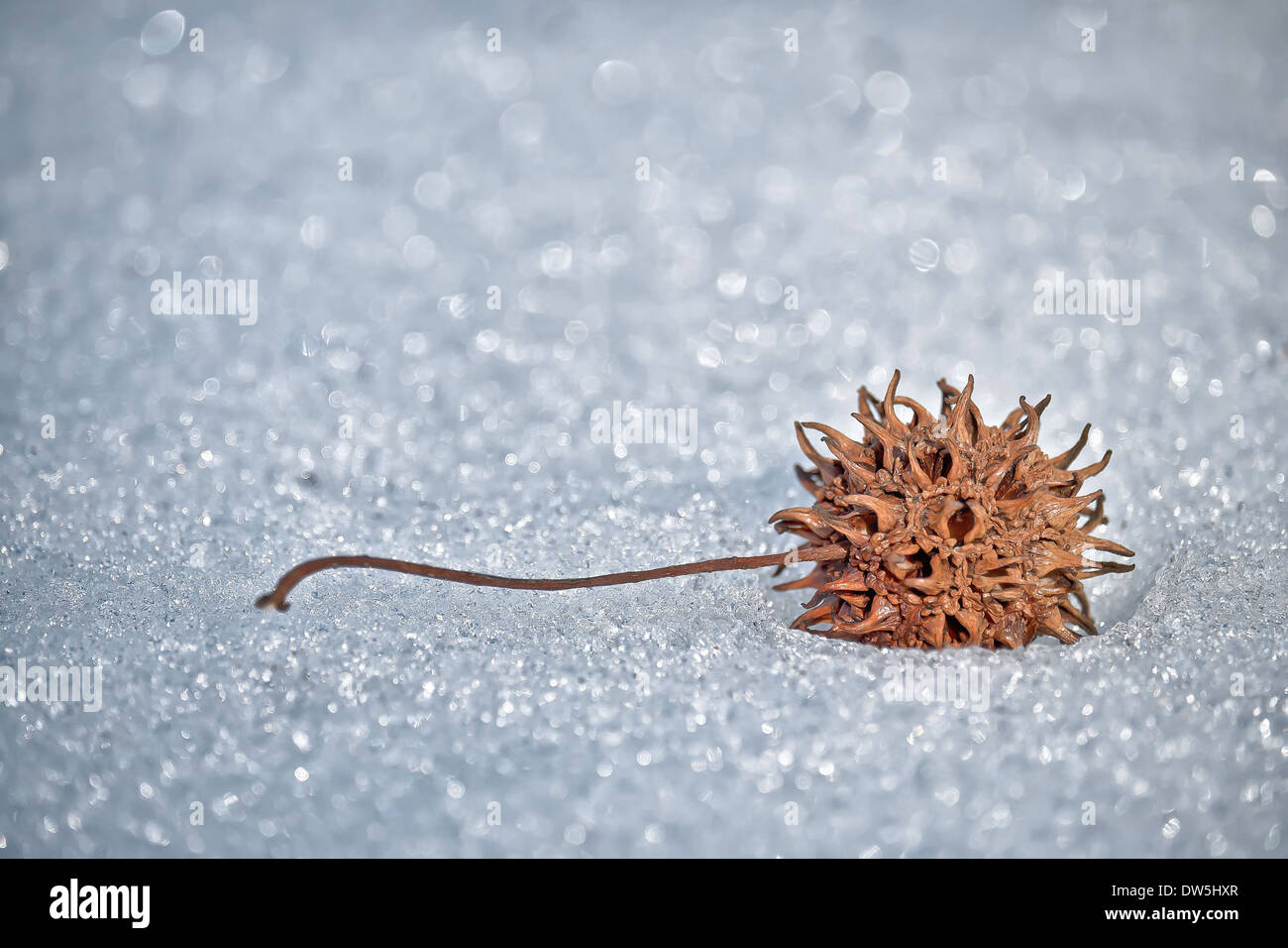 Snow gum hi-res stock photography and images - Alamy