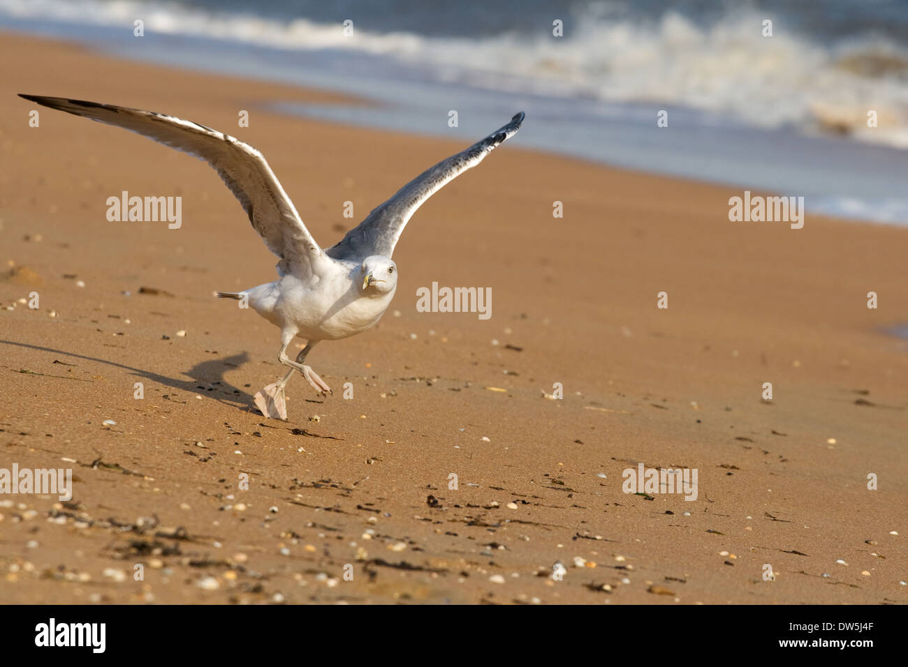 Seagull on a sand beach ready to fly Stock Photo - Alamy