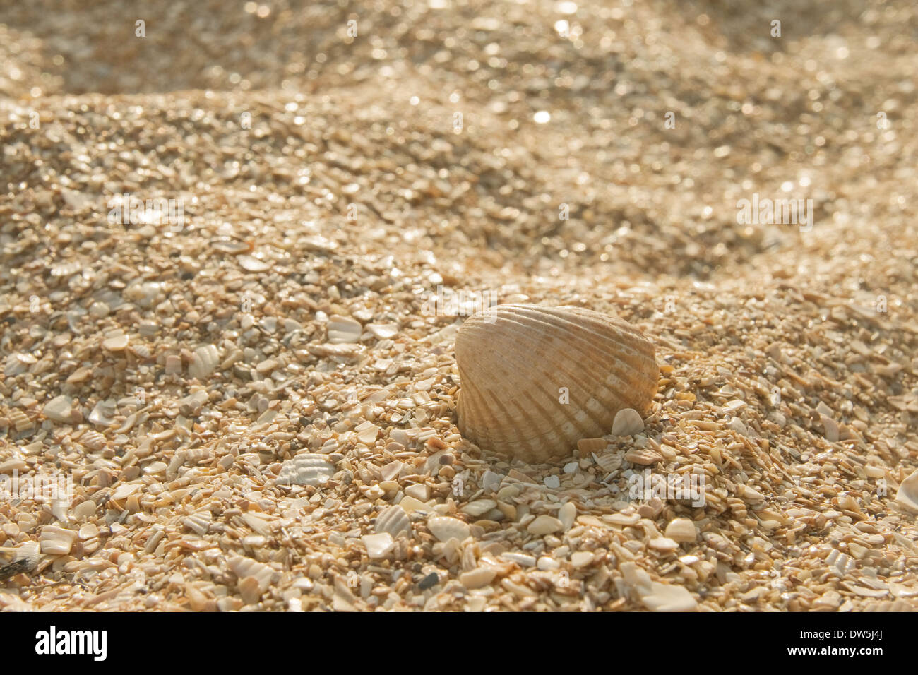 Shell lying in the sand hi-res stock photography and images - Alamy