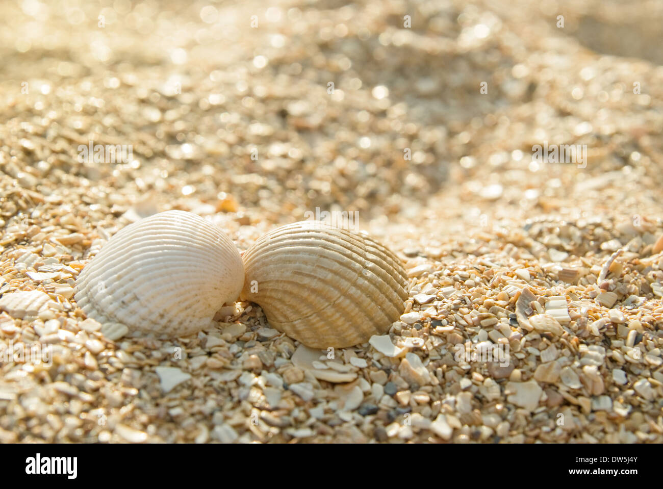 Two seashells on a sand beach, romantic concept Stock Photo - Alamy