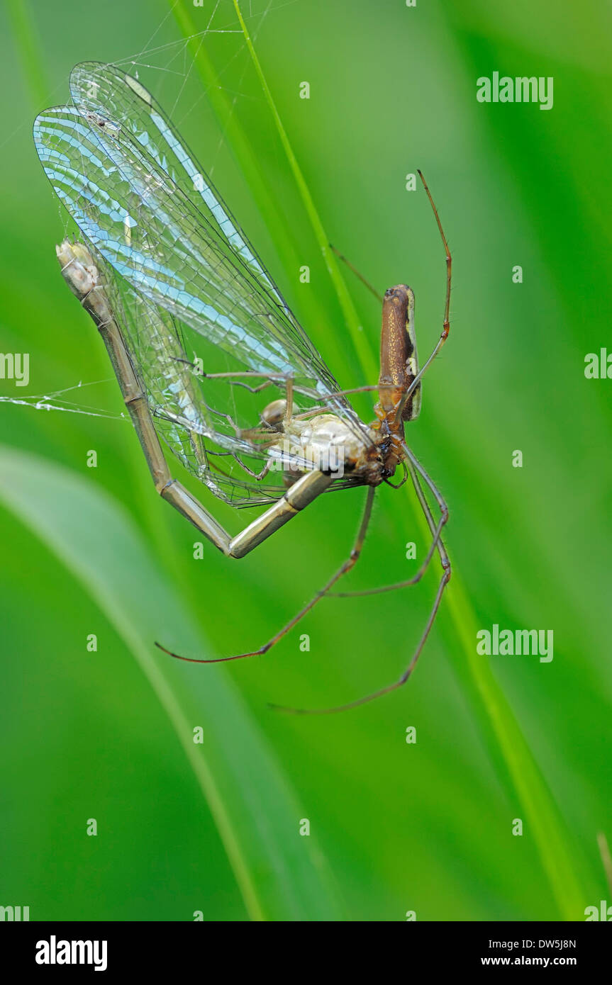 Long-jawed Orb Weaver or Long-jawed Spider (Tetragnatha extensa) with ...