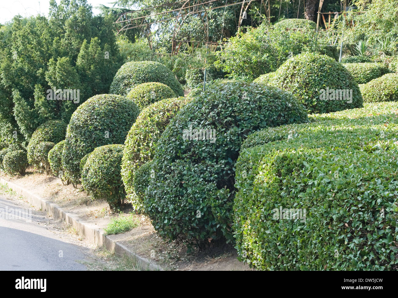 Green bushes in a park trimmed in different shapes Stock Photo - Alamy